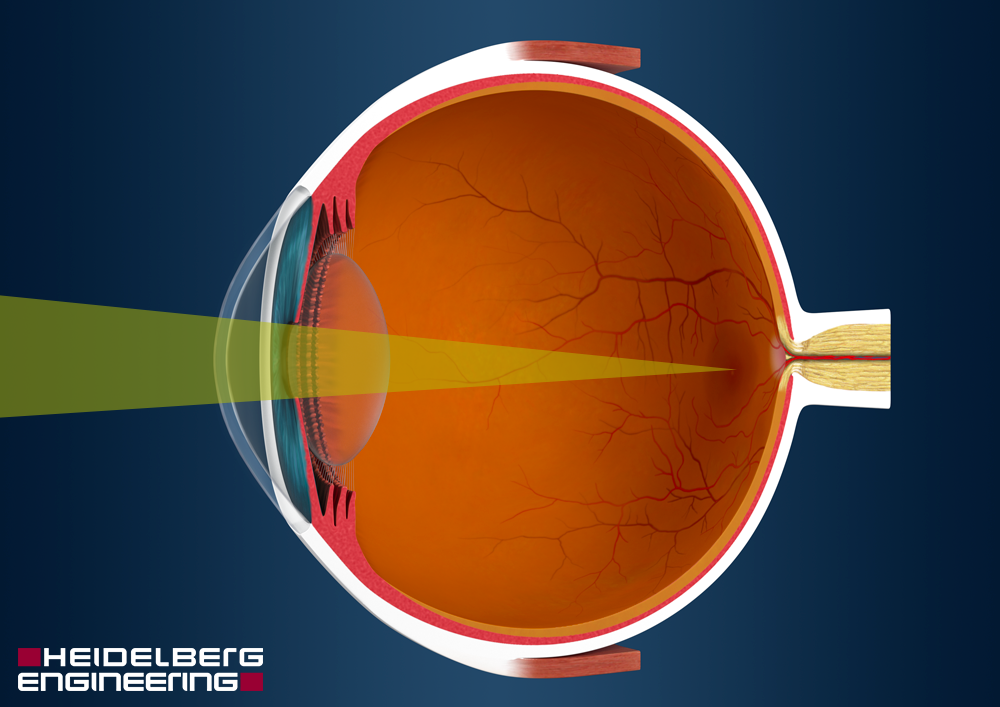 How Your Eye Works
