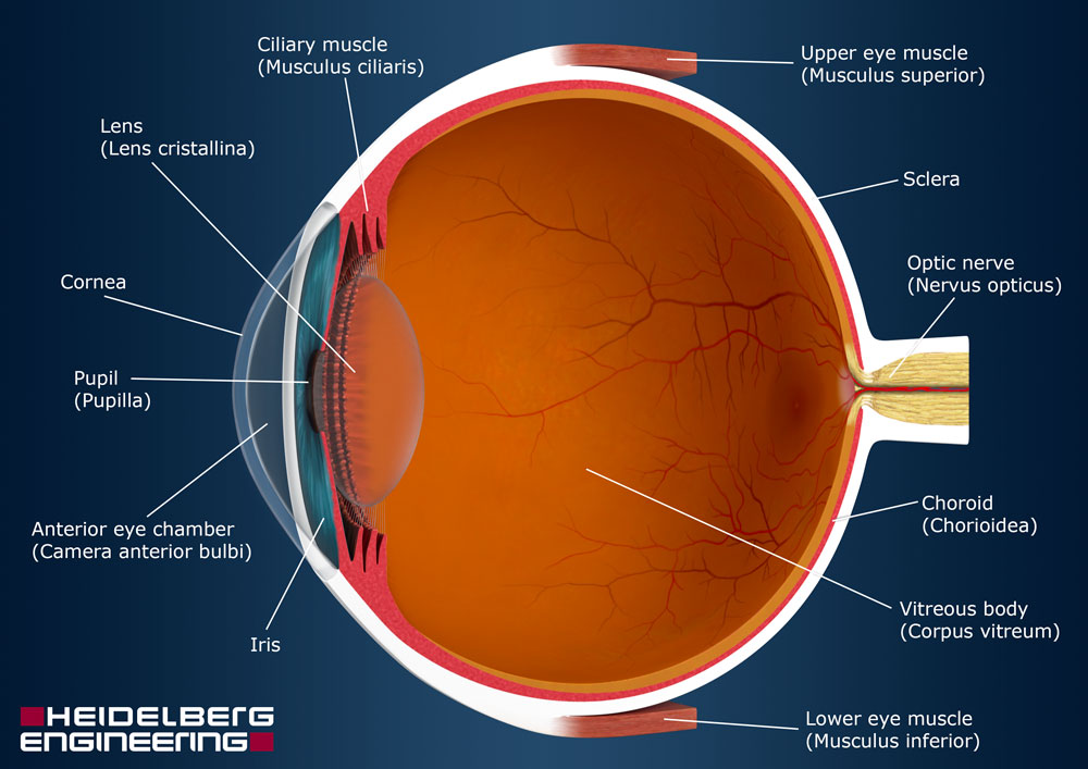 Anatomy And Function Of Your Eye